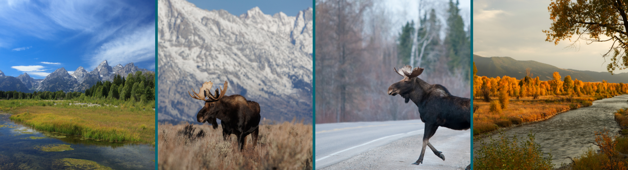 Animal Sightseeing: Jackson Hole Moose