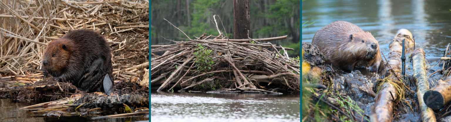 Beavers Around Jackson Hole & the Snake River - Beaver Wyoming