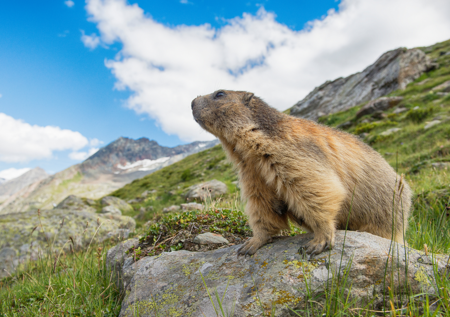 Exploring Jackson Wildlife - Wyoming Marmot - Teton Scenic Float Tours