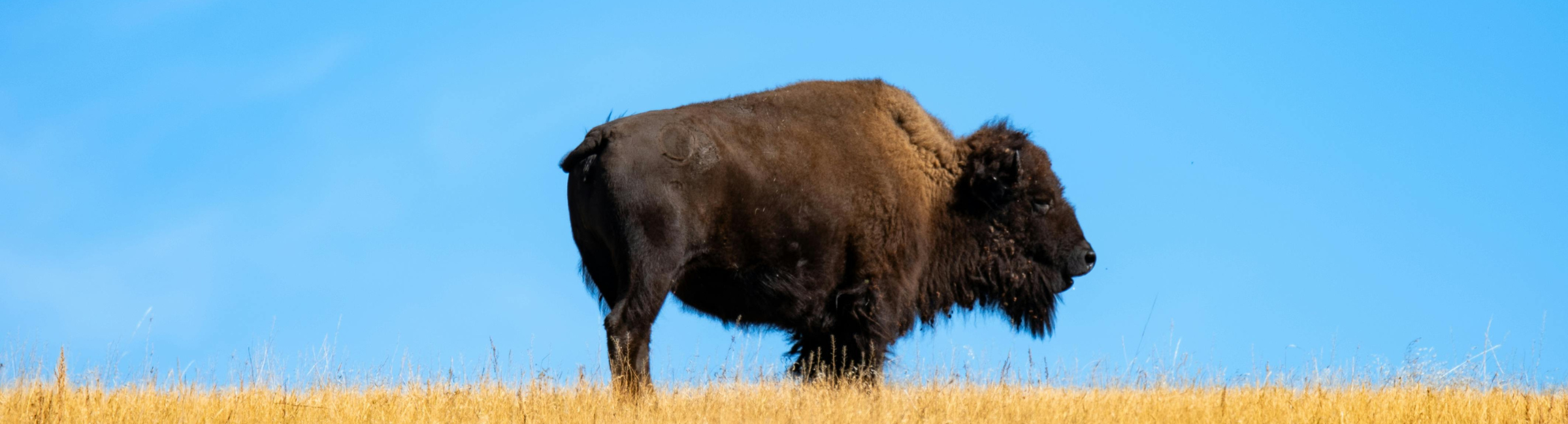 Native Americans of Jackson Hole - Teton Scenic Float Tours